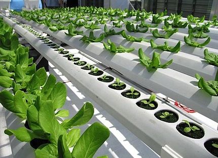 Foto Kegiatan Budidaya Hidroponik - Hidroponik Farm Lampung