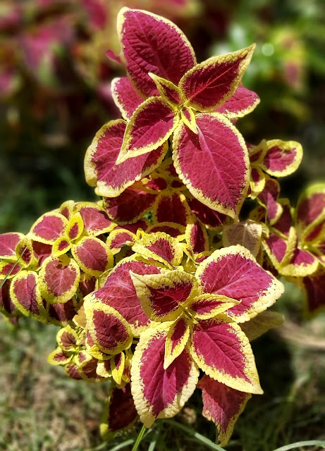 Jaipur Garden: Coleus Plant Care tips