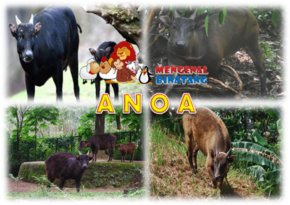 Mengenal Anoa Dan Habitatnya - Mengenal Binatang