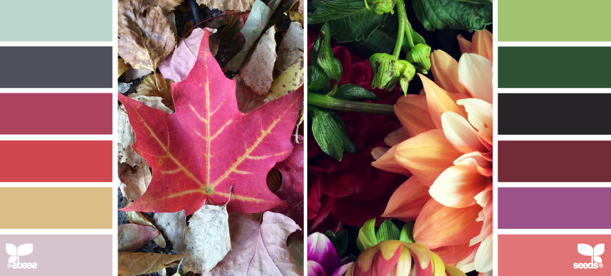 Solution for color palettes: Design Seeds - The Dutch Lady Designs