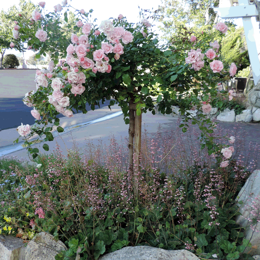 Eden By The Bay: Madonna Inn Gardens