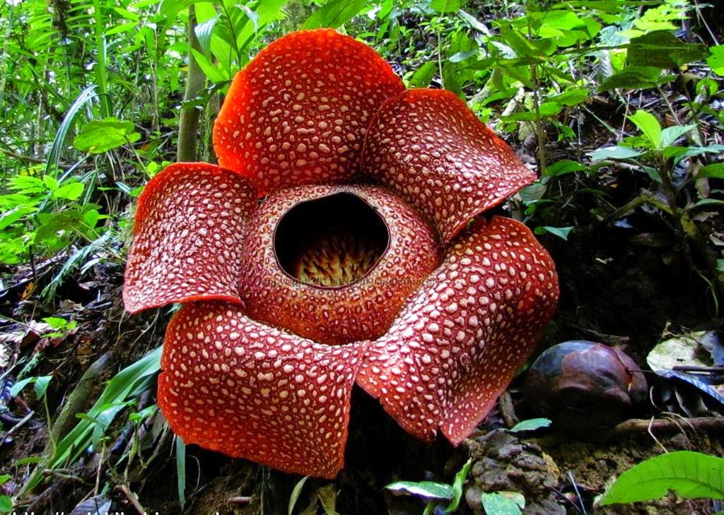 Knowledgeable World: WORLD'S LARGEST FLOWER