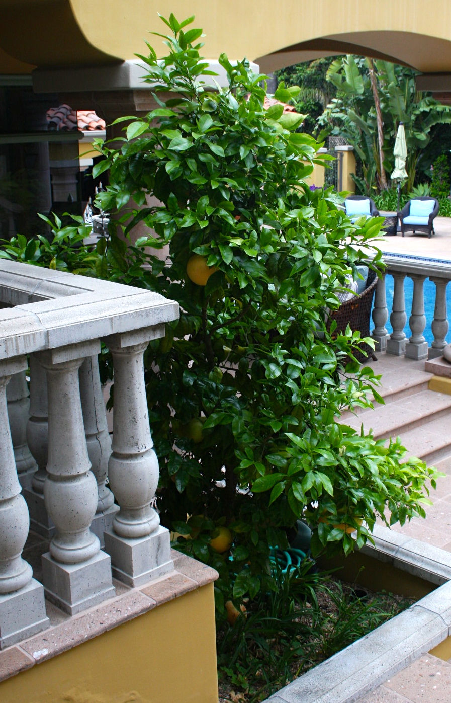 The Gardens of Petersonville: Pink Grapefruit