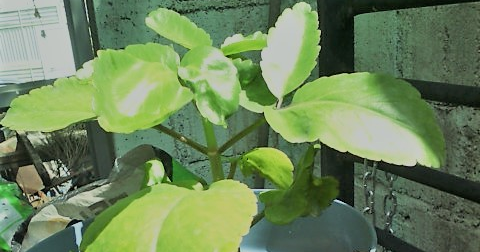 Milidosis es ayuda a los enfermos por lo que puedan dar*: HIERBA BRUJA