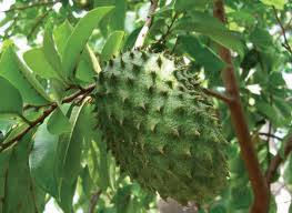 Health Updates: THE HEALING POWER OF SOURSOP ( ALUGUNTUGUI)