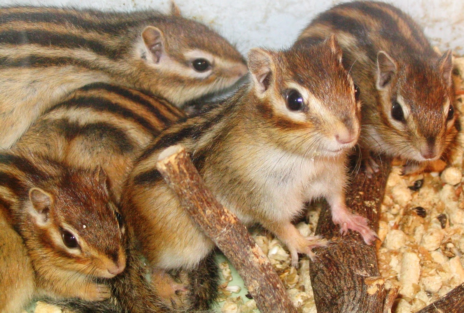 Fotos Francisco Gonzalez: LAS ARDILLAS DEL MONTE TOSSAL