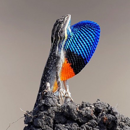 10 Most Colorful & Beautiful Lizards In The World – reptilenesia