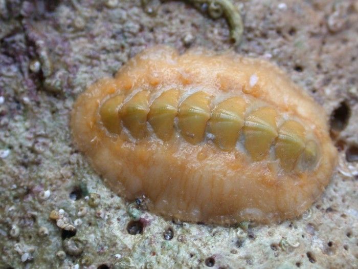 Real Monstrosities: Chiton