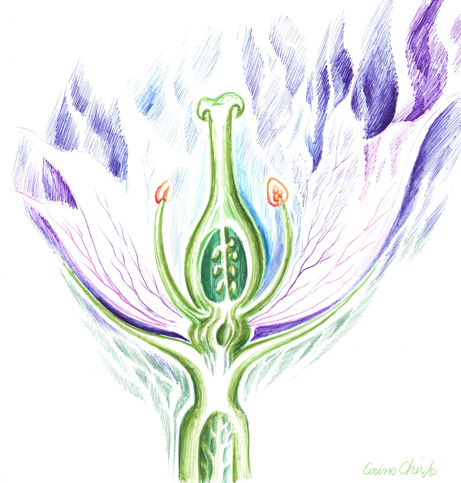 Grafica si pictura de Corina Chirila: Anatomia unei flori