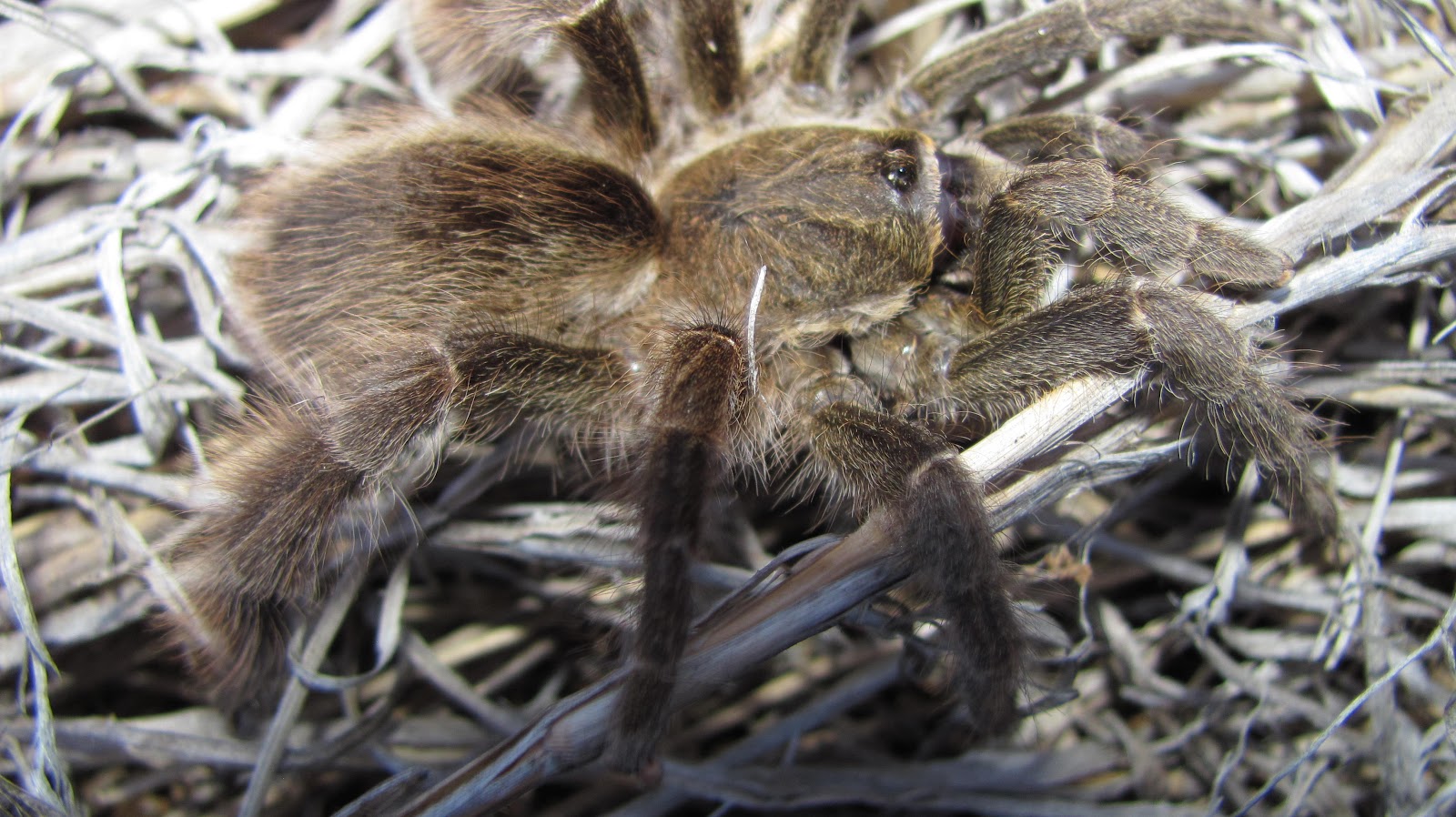 Kenyan Spiders