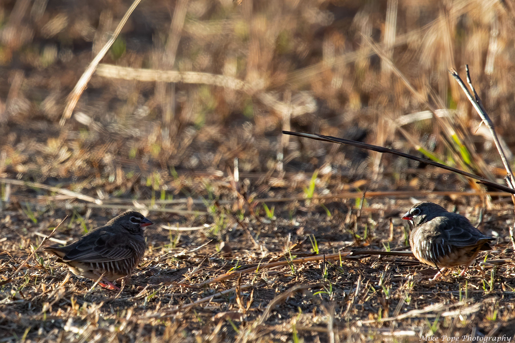 Birding | Photography | Adventure: Winter colours