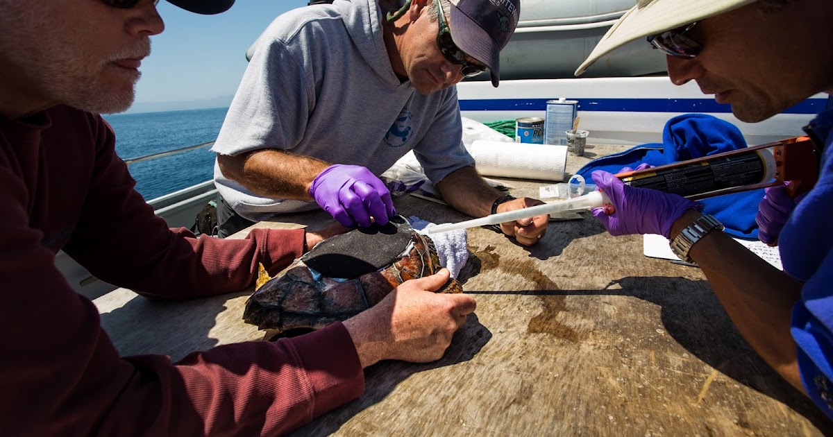 Coco The Caretta: the first loggerhead sea turtle telemetry off the ...