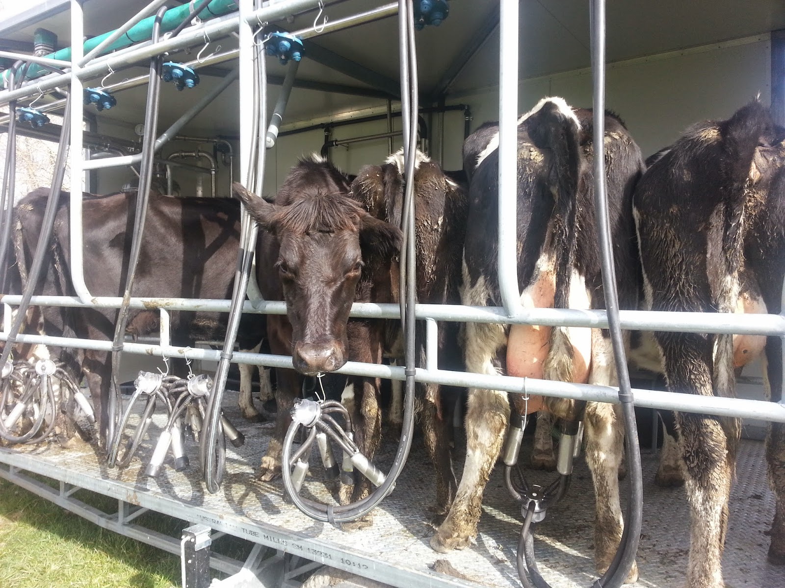 Milking on the Moove by Glen Herud: We're Mobile Milking!