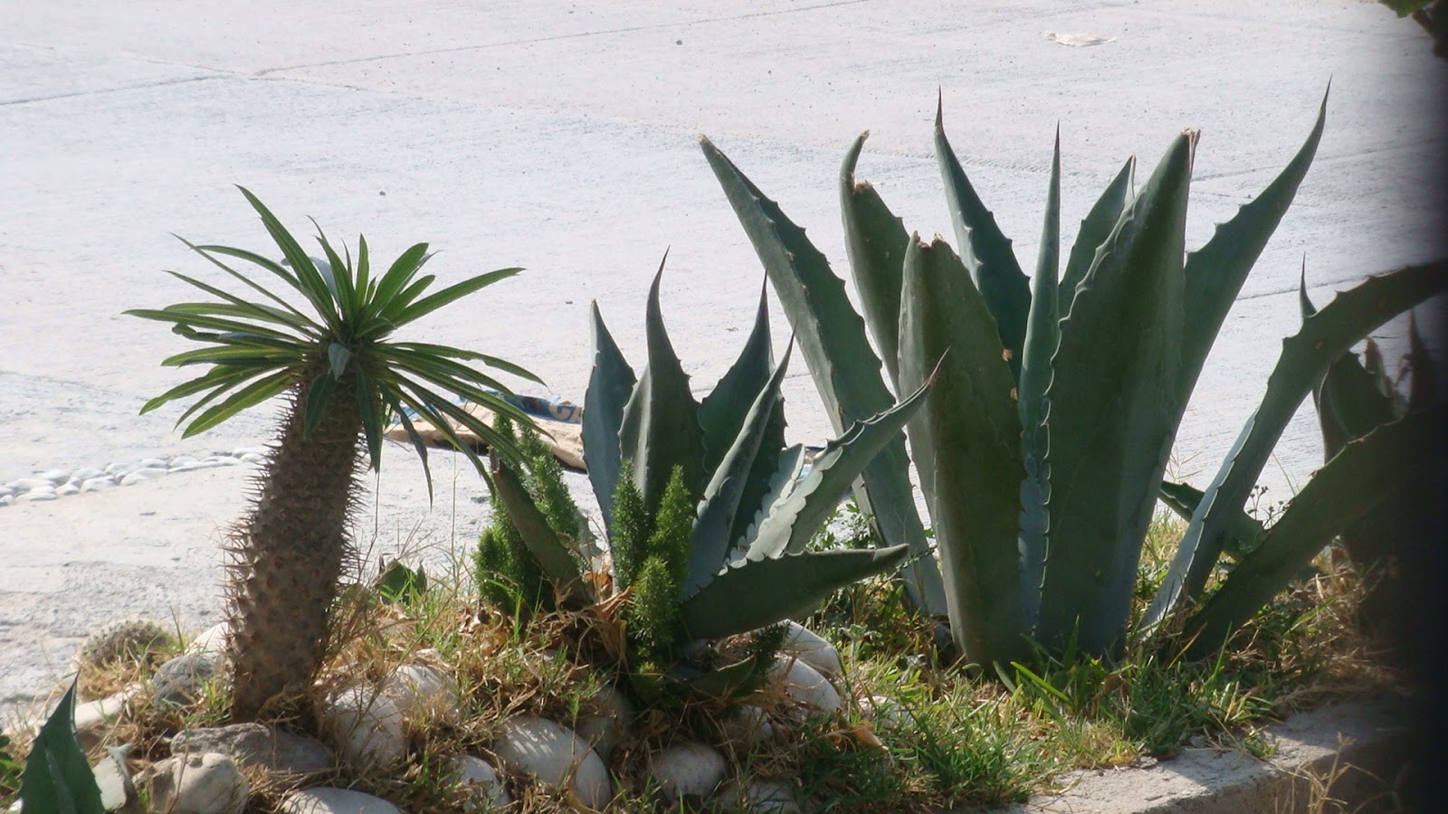 Aromas y colores de Mèxico: Cactus y magueyes caseros