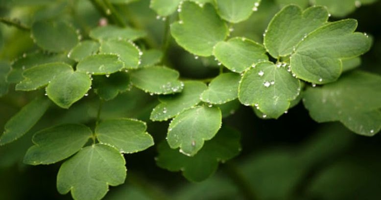 Naturalizate Ya: ¿Para qué sirve la ruda?, usos y contraindicaciones