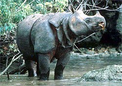 4 Natural World Heritage in Indonesia ~ Menes Manis