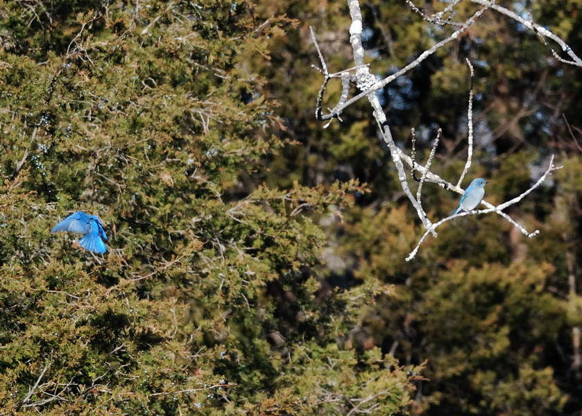 Mountain Bluebird in Bucks County, PA – Bluebirdnut