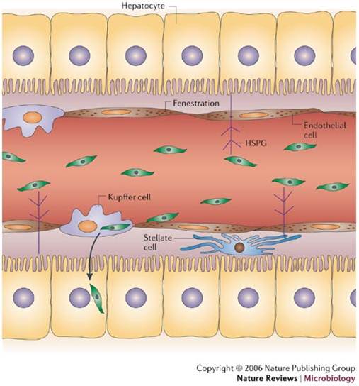 Jefferson CRNA Program Notes: Advanced 1: LIVER DISEASE