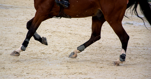 Michael Porter, Equine Veterinarian: Signs of Hock Problems in Your Horse