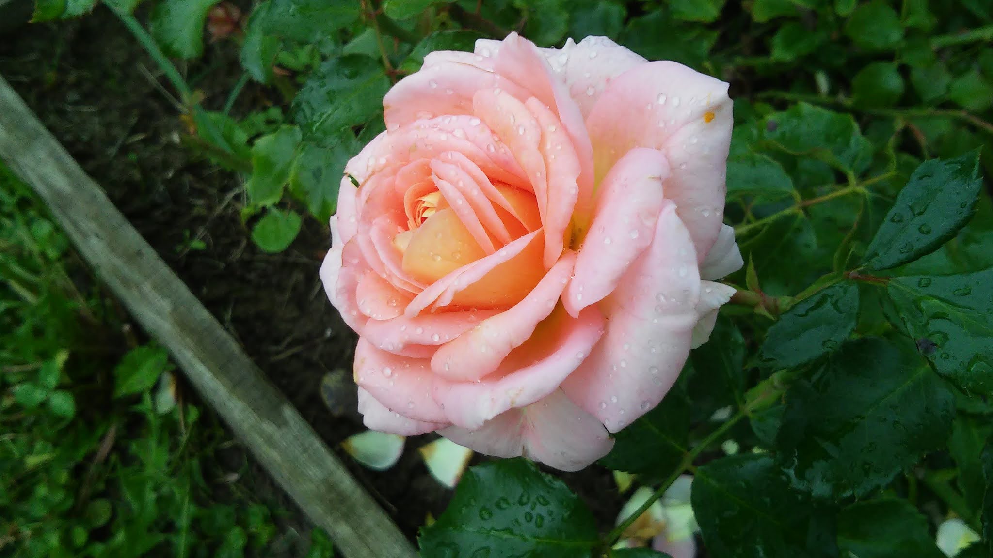 Ranczo Elma: Róża (Rosa) Concerto 94