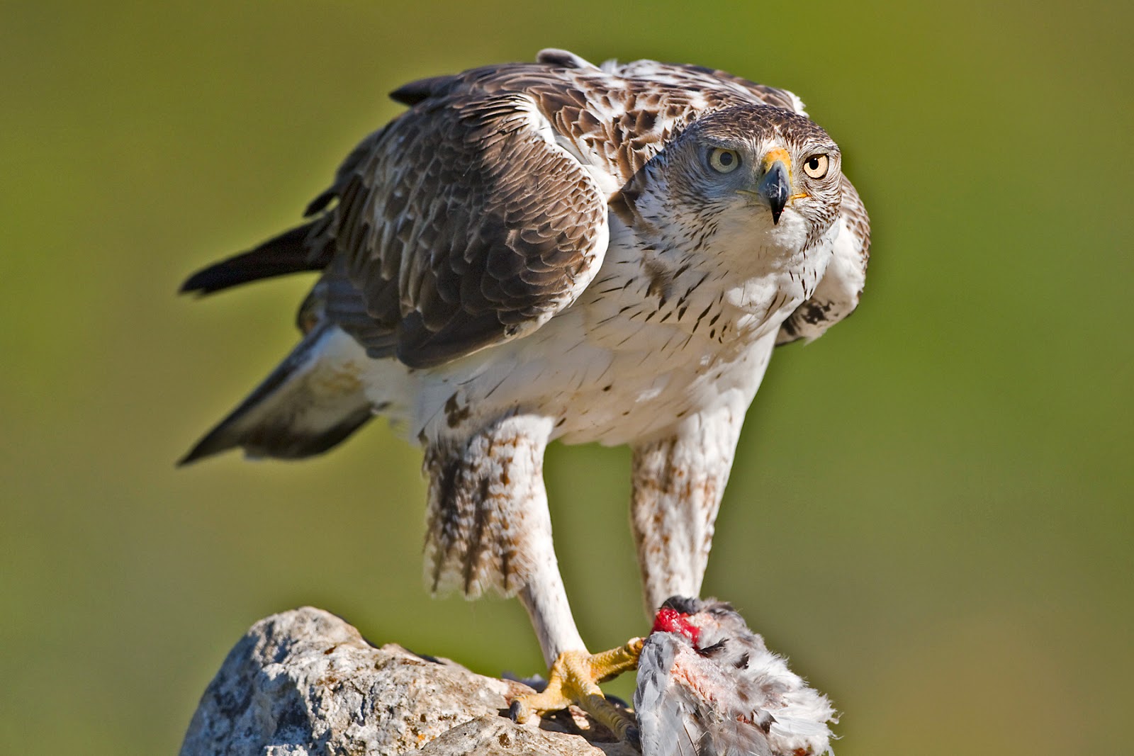 PETER'S PORTFOLIO..............Bird & Wildlife Photography: Bonelli's Eagle