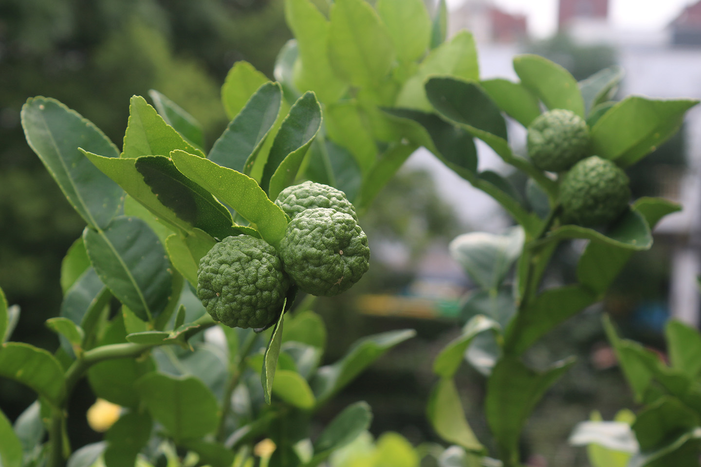 66 Square Feet (Plus): The subtropical food forest