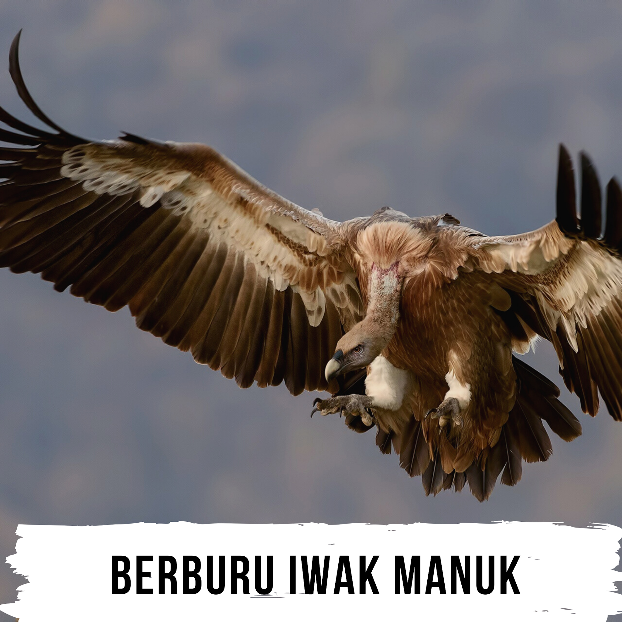 Diyanika Journal: Berburu Iwak Manuk