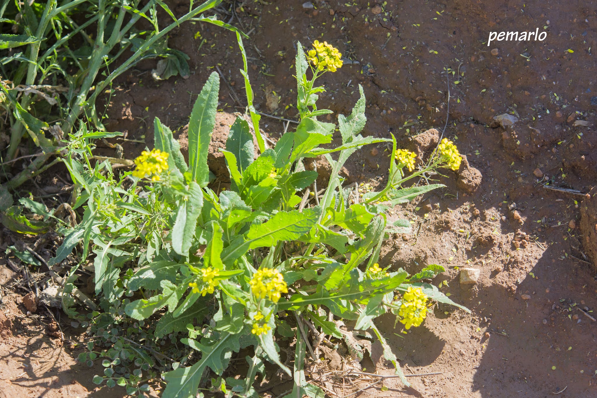 Plantas de Murcia: DIPLOTAXIS TENUISILIQUA EN EL CAMPO DE CARTAGENA ...
