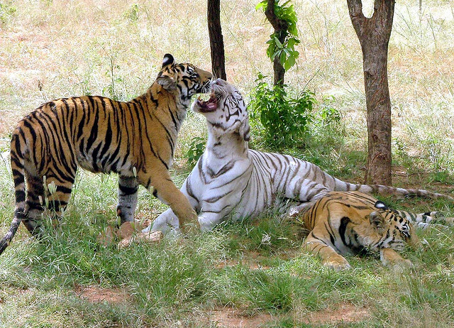 Madhya Pradesh Tourism: Van Vihar National Park in madhya pradesh best ...