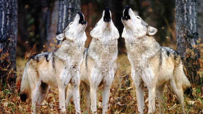 Why Wolves Howl? | Interesting Facts