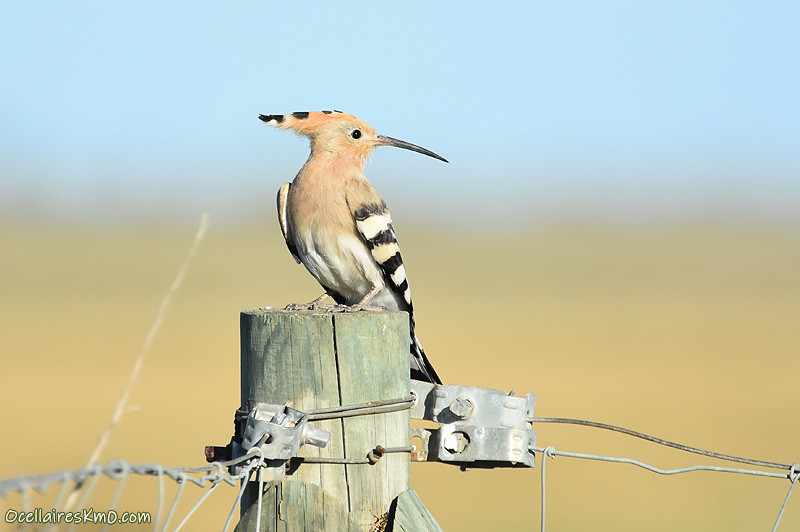 Birding Catalunya: Puput (Upupa epops)