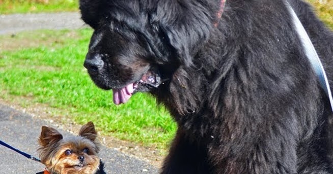 Why Is It Good To Have A Dog why-is-it-good-to-have-a-dog