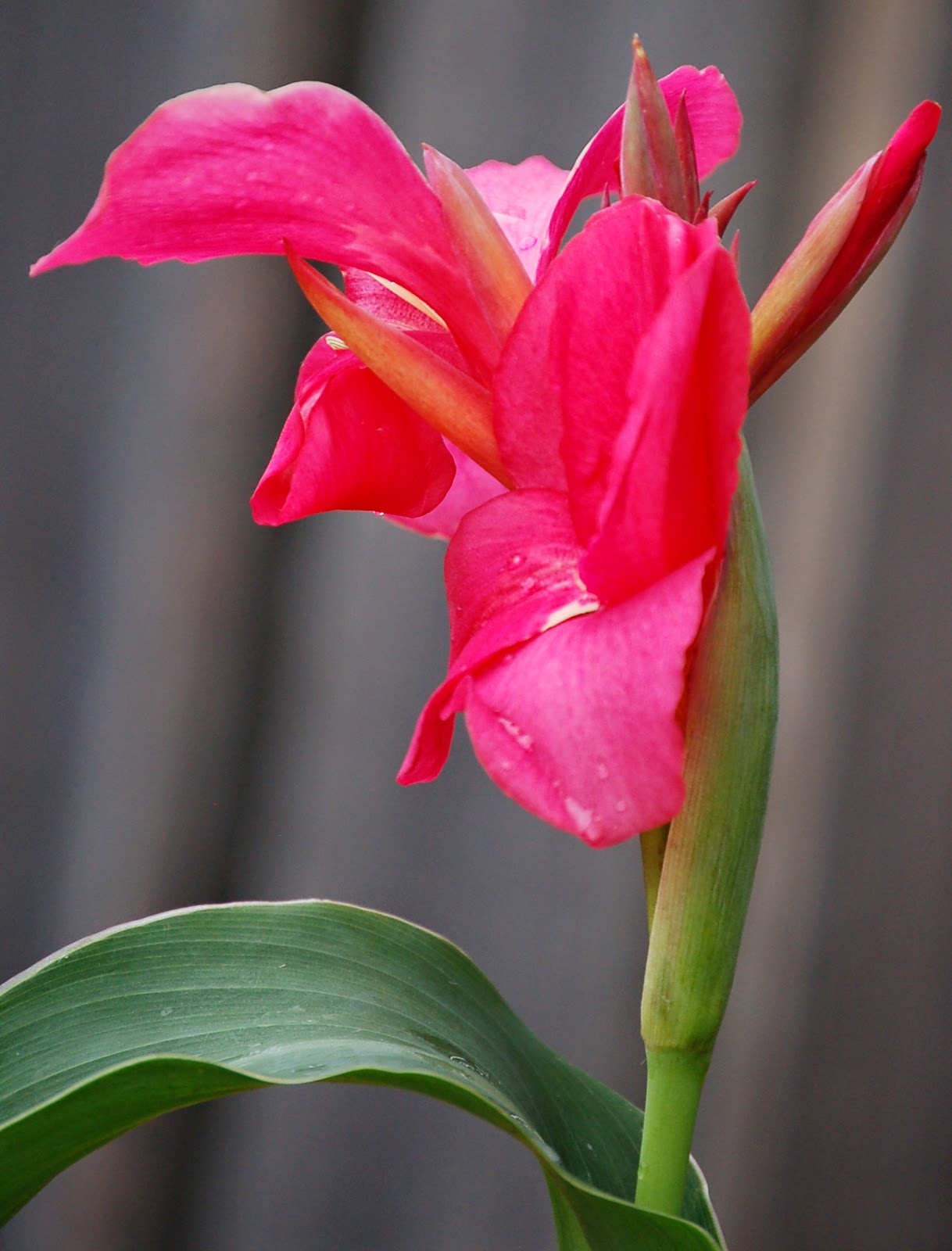 Micky Nuessen: Stormy weather climbing rose