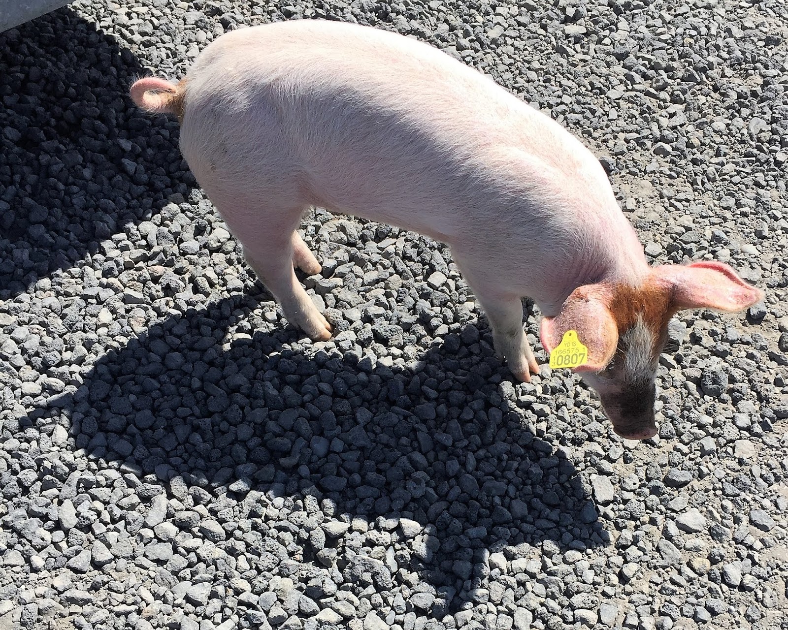 Souvenir Chronicles: ICELAND: FOOD