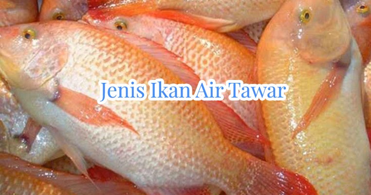 5 Jenis Ikan Air Tawar Yang Cocok Untuk Dibudidayakan Coldeja Blog