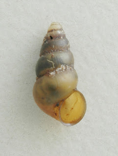 Parasitic complexity