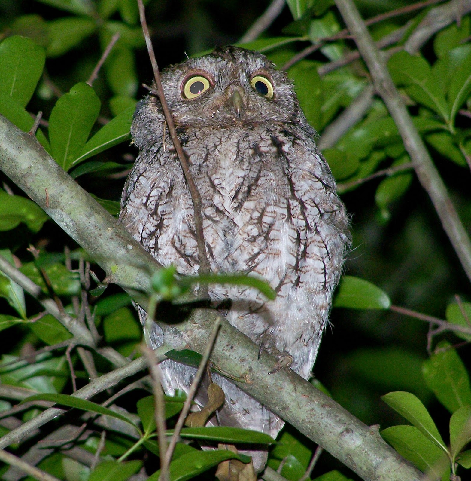 My Backyard: Screech Owl Chronicles