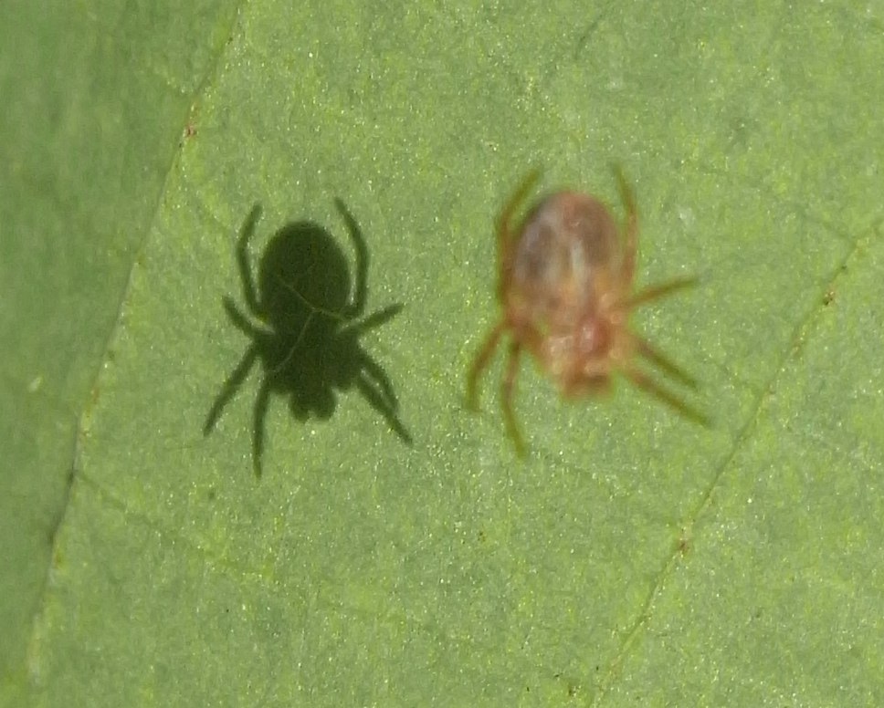 saraccino: Spider shadow stencil