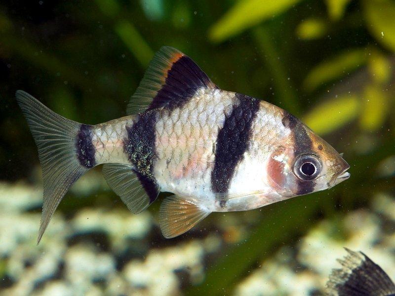 Maintenance Techniques of Barbus Fish in the Aquarium - fish-hobbyist