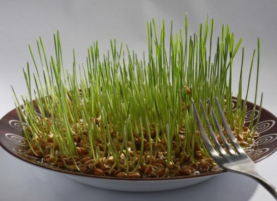 Sfaturi pentru o viata sanatoasa !!: Cura de primăvară cu germeni de ...