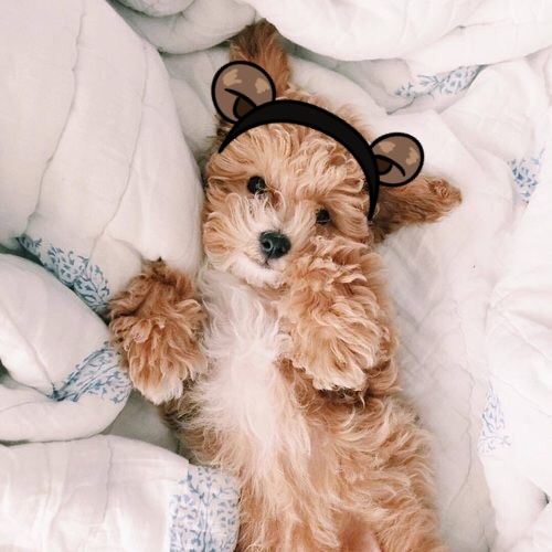 ANIMALS TIME : Dog edited time (hora del perro editado) Gallery 7