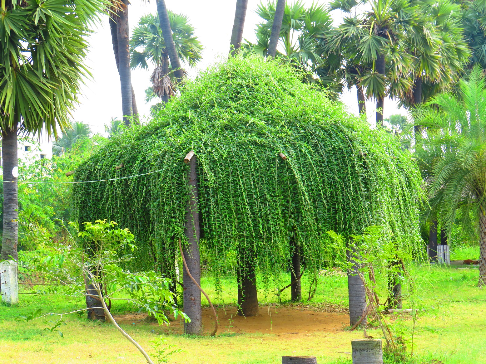 Madhavaram Botanical Garden