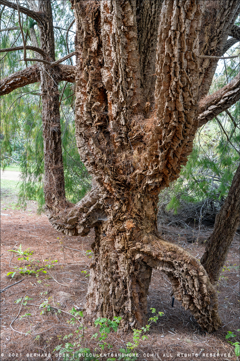 Australian Garden at the UC Santa Cruz Arboretum (March 2021)