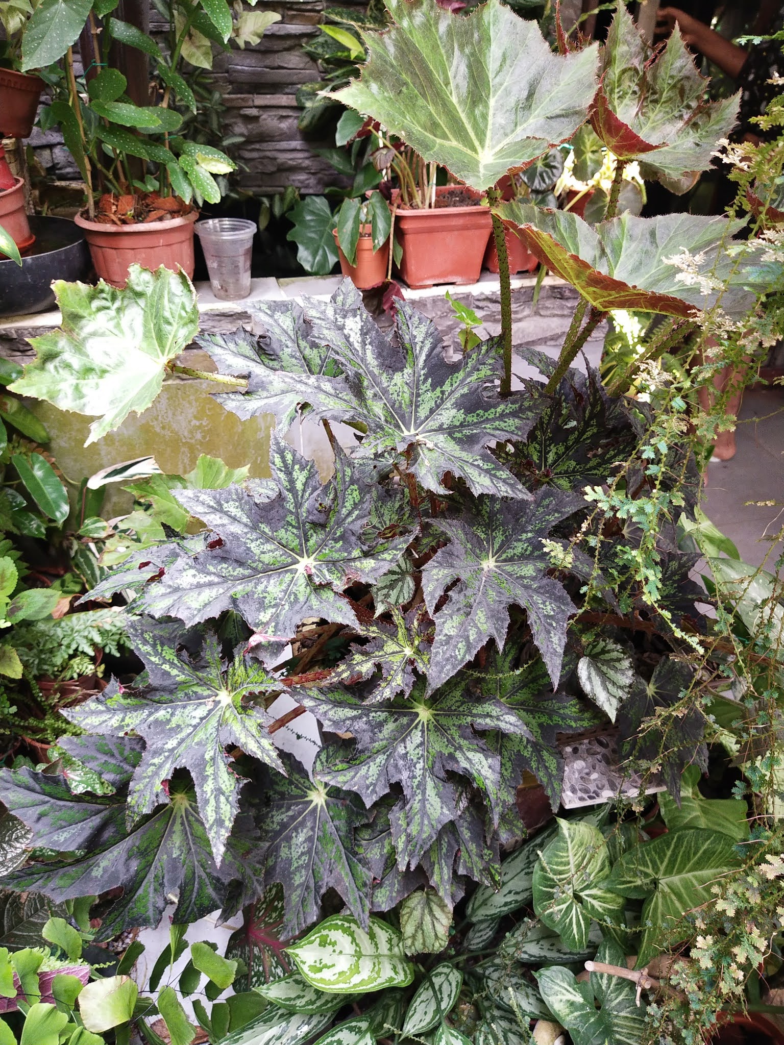 Garden Chronicles of James David: Star Begonia / Begonia heracleifolia ...