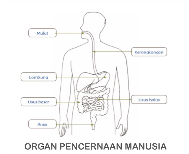 23+ Pencernaan Dan Penjelasan, Yang Nyaman!
