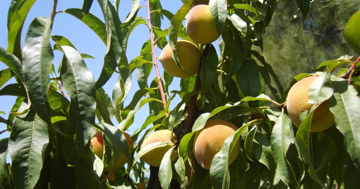 Los cultivos: CARPOCAPSA - Cydia Molesta