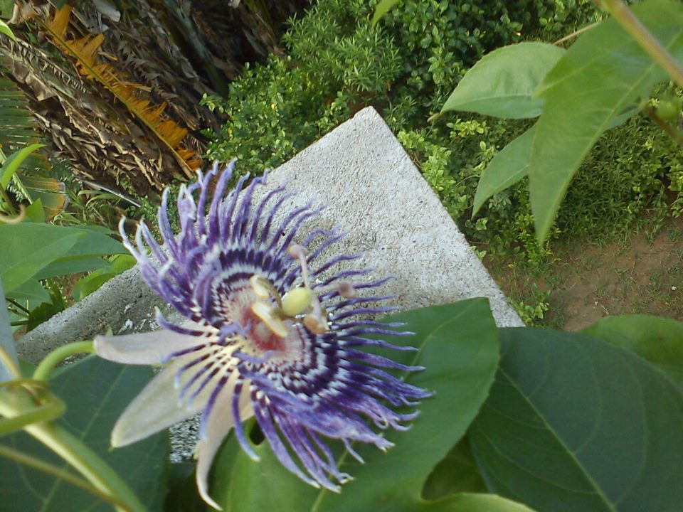 cute naturals fresher: panja pandavar flower