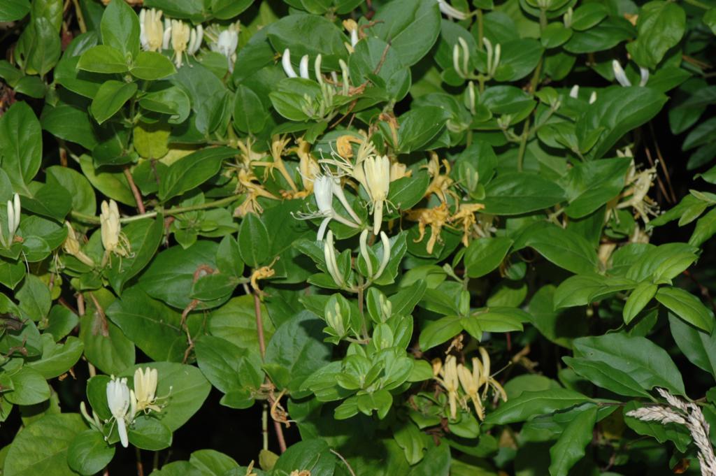 The Nature of Robertson: Hay Fever season is upon us.