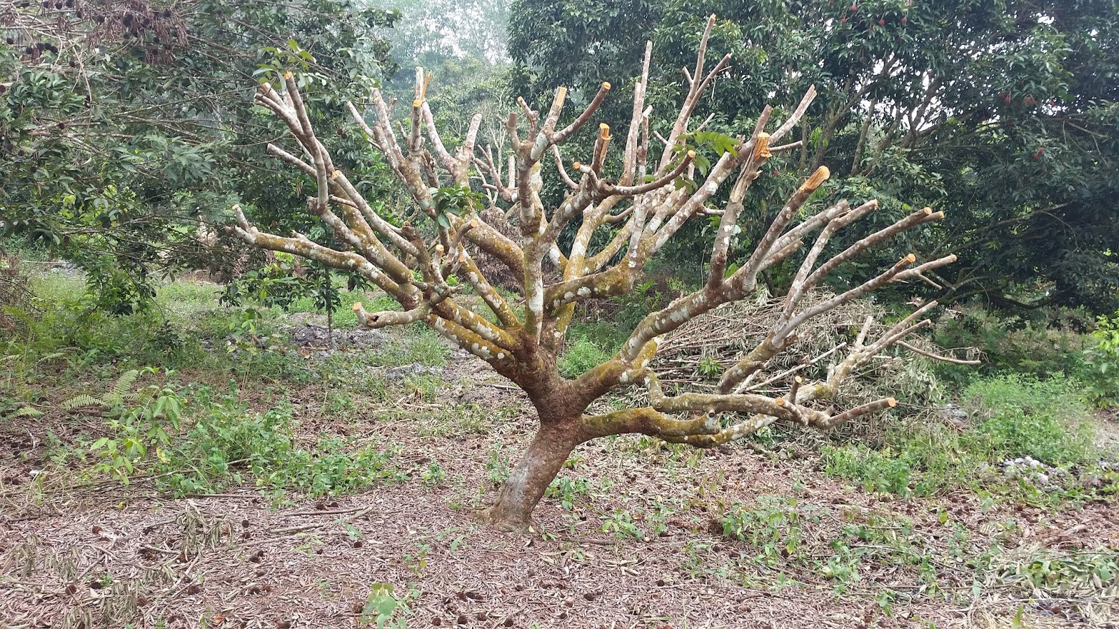 Warisan Petani: Memangkas Pokok Pulasan.