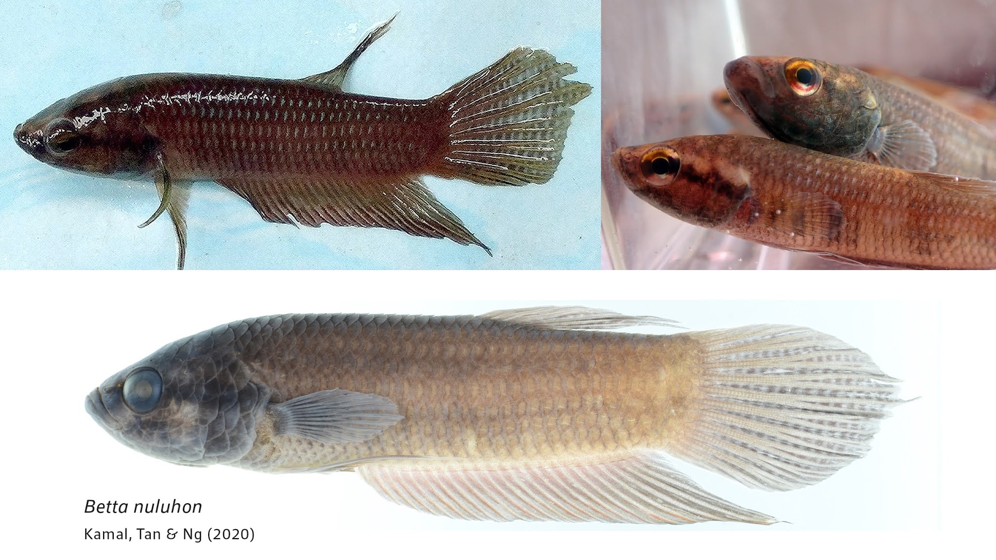 Species New to Science: [Ichthyology • 2020] Betta nuluhon • A New ...
